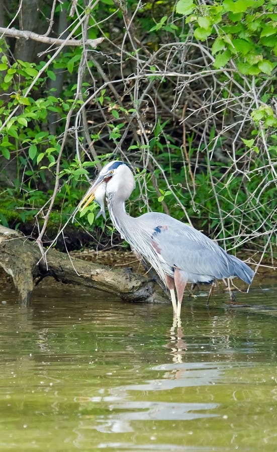 Great Blue Heron Catching a Fish Stock Image - Image of feathers, lake ...