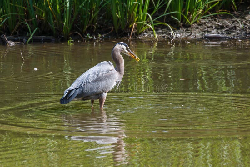 Great Blue Heron Catching Fish in the Lake Stock Image - Image of ...