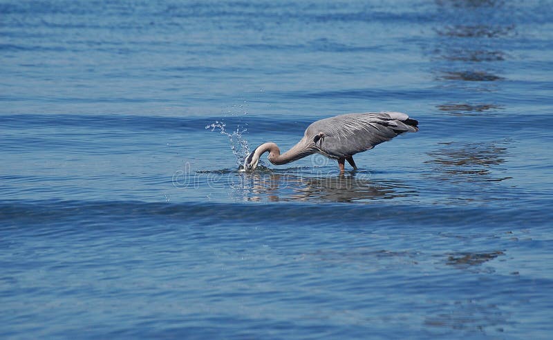 Great Blue Heron Catching Fish Stock Image - Image of heron, snatching ...