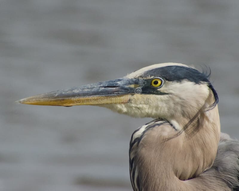 Great Blue Heron stock image. Image of blueheron, nature - 43541179