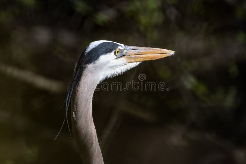 Great Blue Heron Close Up of Head from Side Stock Photo - Image of ...