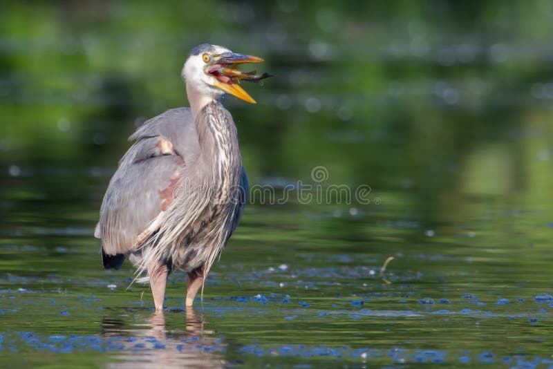 Great Blue Heron Eating a Fish in Soft Focus Stock Photo - Image of ...