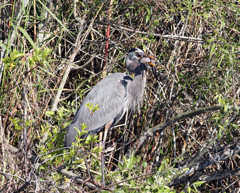 Great Blue Heron Eating a Fish Stock Photo - Image of gray, water ...