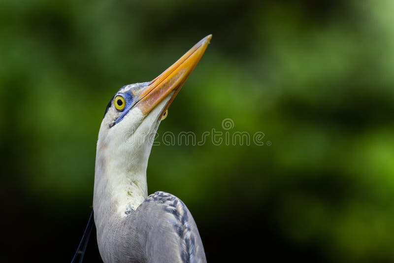 Great blue heron stock photo. Image of gatorland, fauna - 49515640