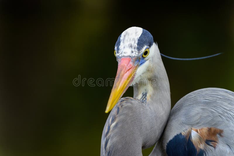 Great blue heron stock image. Image of large, hunter - 49515645