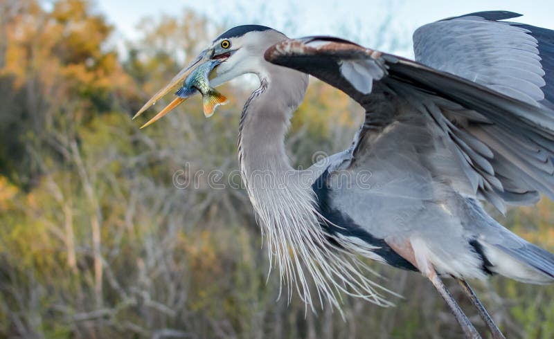 Great Blue Heron stock photo. Image of bird, wildlife - 50141136