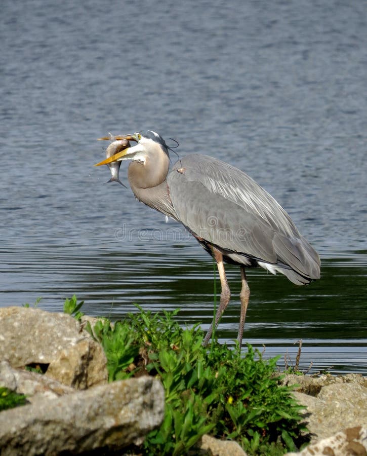 Great Blue Heron with a Fish in Its Mouth Stock Image - Image of wild ...