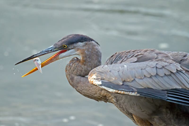 Great Blue Heron with Fish stock photo. Image of colorful - 44631220