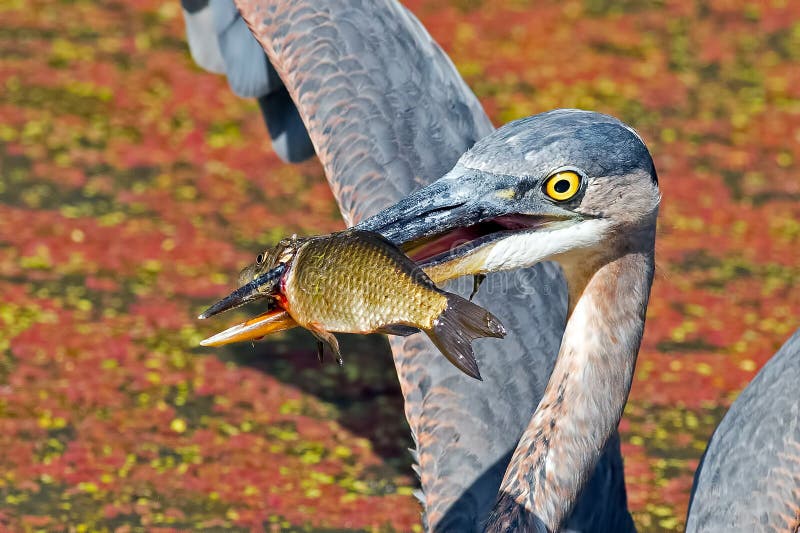 Great Blue Heron with Fish stock photo. Image of swim - 19834410