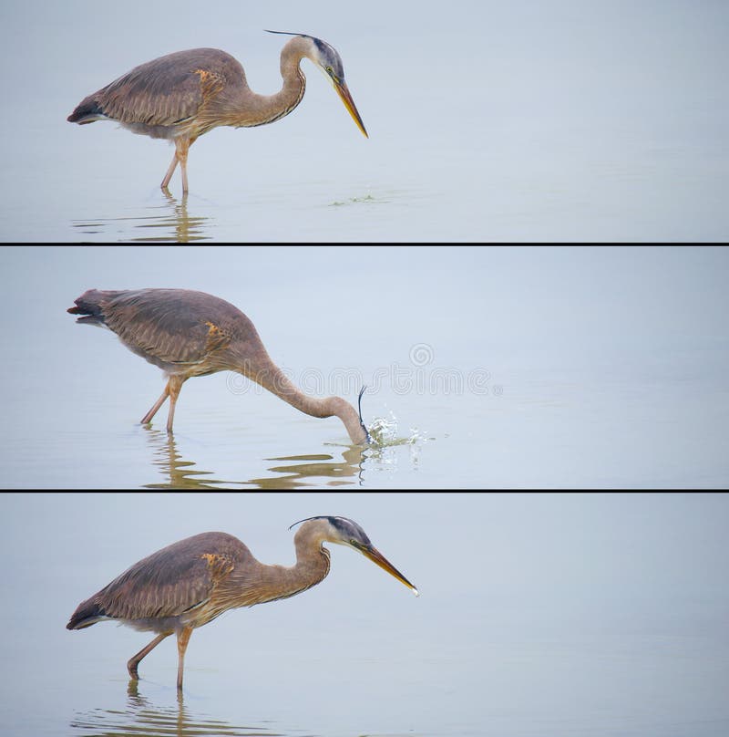 Great Blue Heron Bird Resting on One Leg Stock Photo - Image of plumage ...
