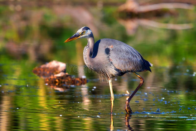 Great Blue Heron Fishing in High Dynamic Range Stock Image - Image of ...