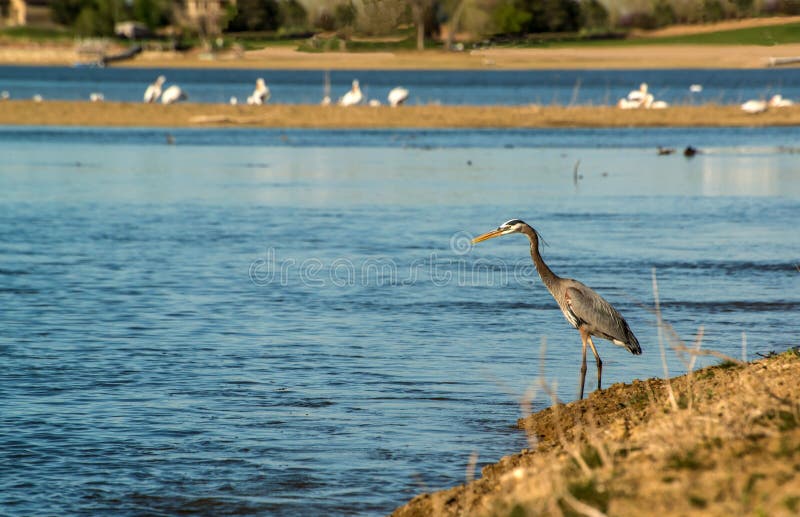 Great Blue Heron Fishing on Lakeside Stock Image - Image of fishers ...