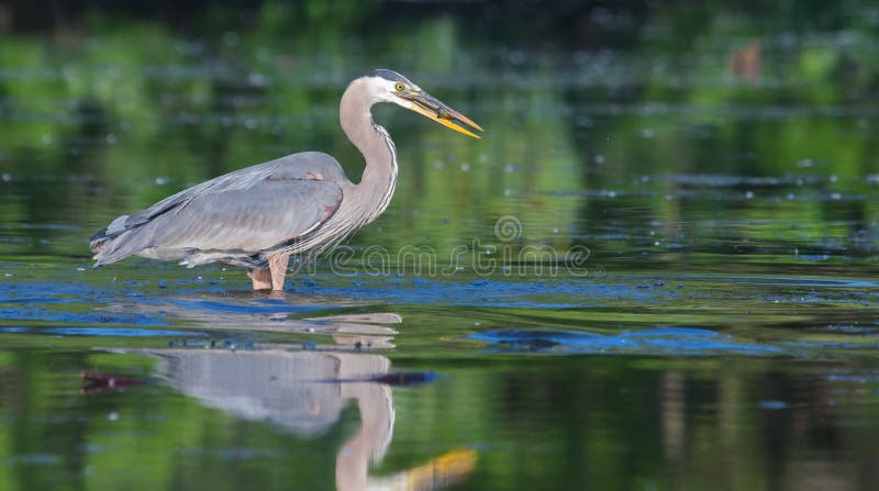 Great Blue Heron Fishing stock image. Image of predator - 38332367
