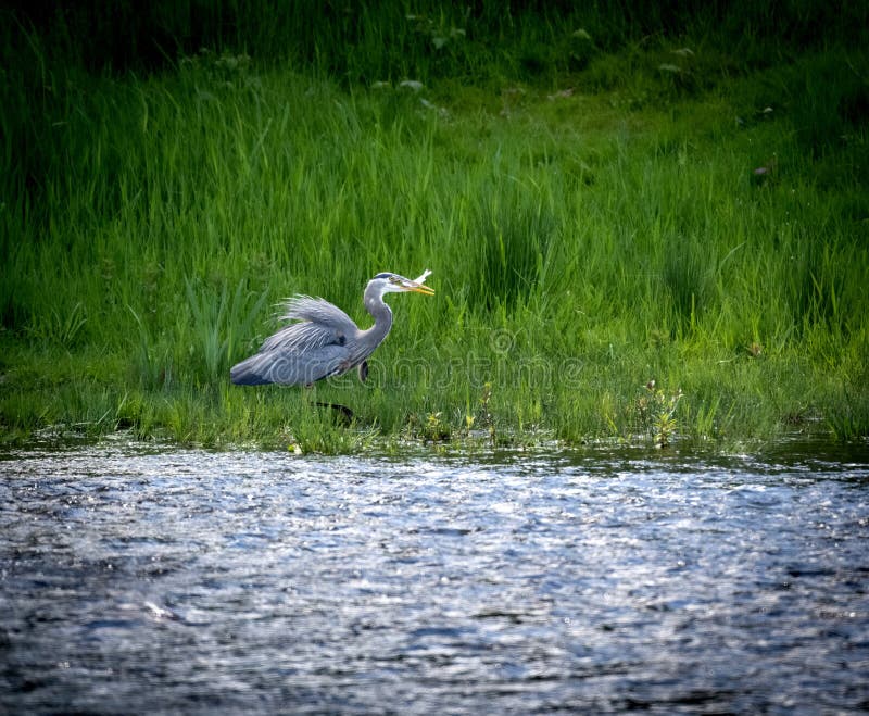 Great Blue Heron Fishing in a River Stock Image - Image of avian, white ...
