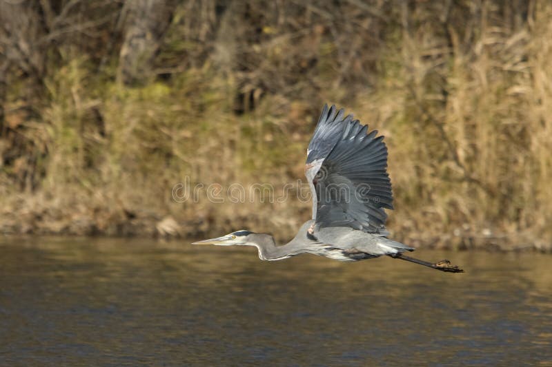 160 Lakefront Park Reservoir Stock Photos - Free & Royalty-Free Stock ...