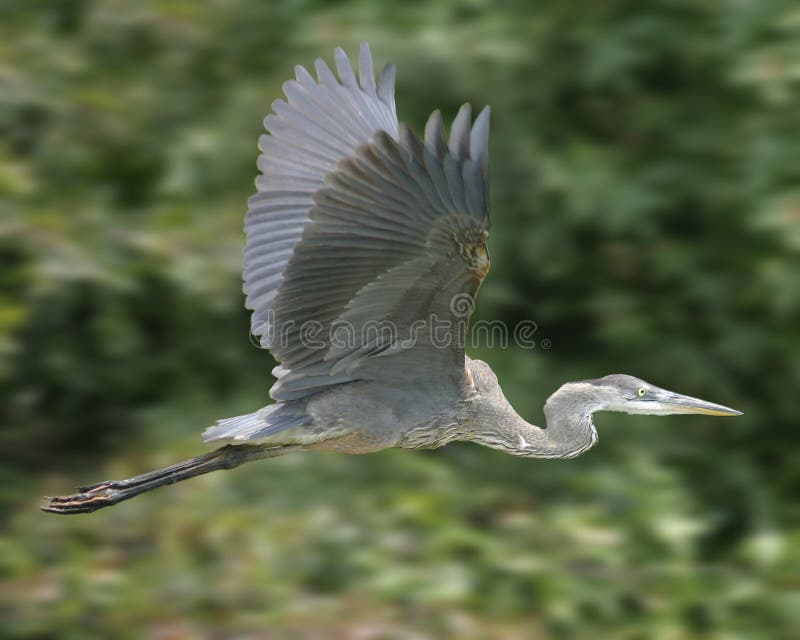 Great Blue Heron in flight stock photo. Image of motion - 3122522 Great Blue Heron in flight stock photo. Image of motion - 3122522