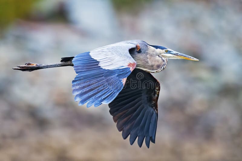 Blue Jay stock photo. Image of avian, colorful, blue - 18859886