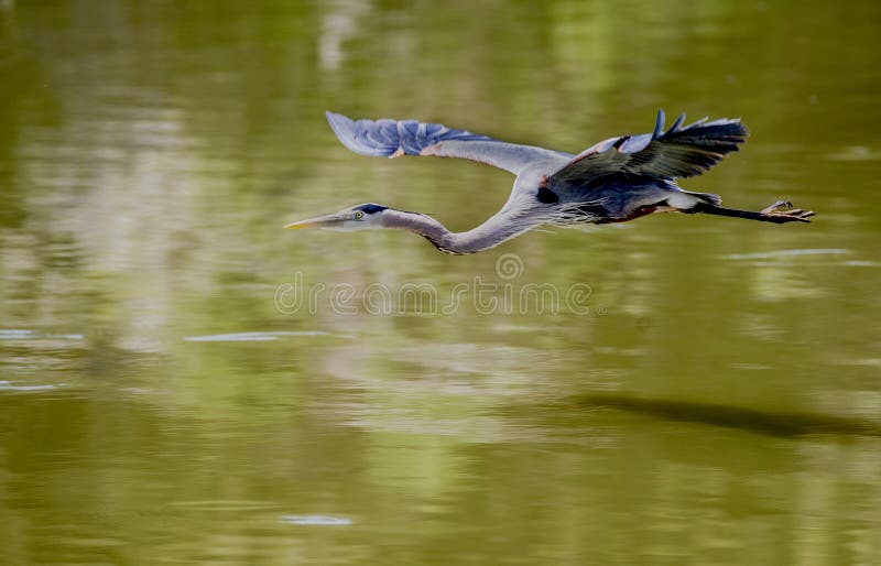 Great Blue Heron in Flight. Stock Image - Image of birds, feathers ...