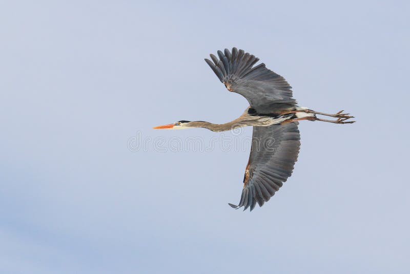 Great Blue Heron Flight Flying Stock Image - Image of lift, majestic ...