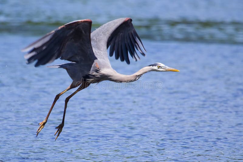 Great Blue Heron in Flight stock photo. Image of bird - 36835016