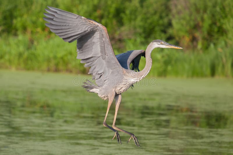 Great Blue Heron in Flight stock image. Image of quick - 37073213