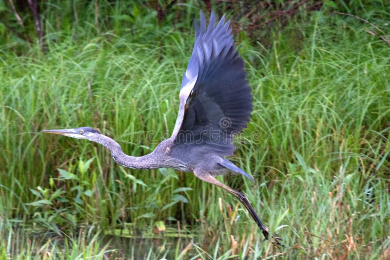 Great Blue Heron in Flight stock image. Image of flight - 46014981