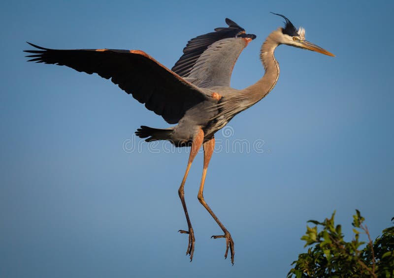 Great blue heron in flight stock photo. Image of outside - 92425936