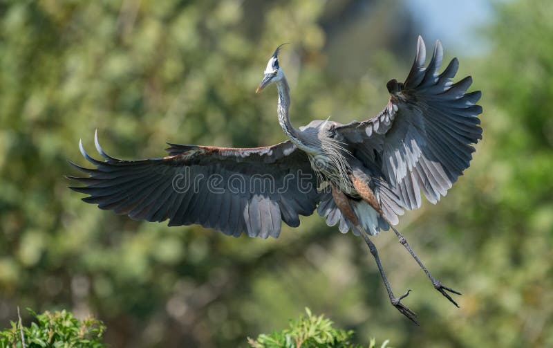 Great Blue Heron stock image. Image of hawk, blue, columbia - 91929323