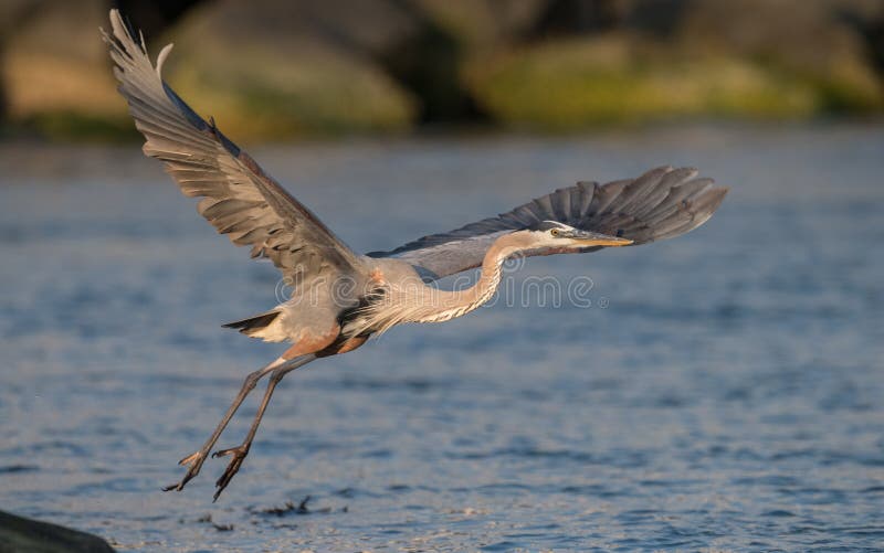 Great Blue Heron in Florida Stock Photo - Image of northern, nature ...