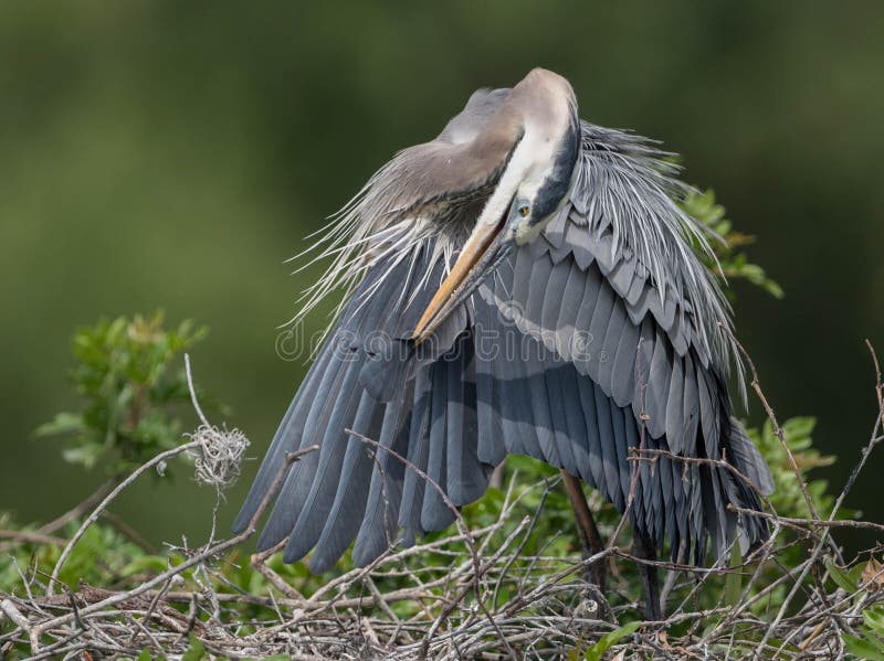 Great Blue Heron in Florida Stock Image - Image of cape, nest: 117917067