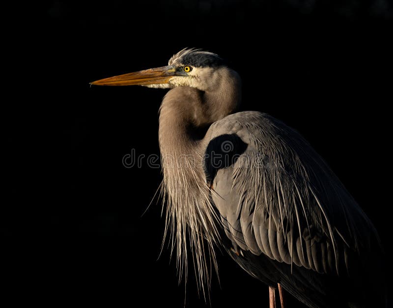 A Great Blue Heron in Florida Stock Photo - Image of city, kayak: 210834964