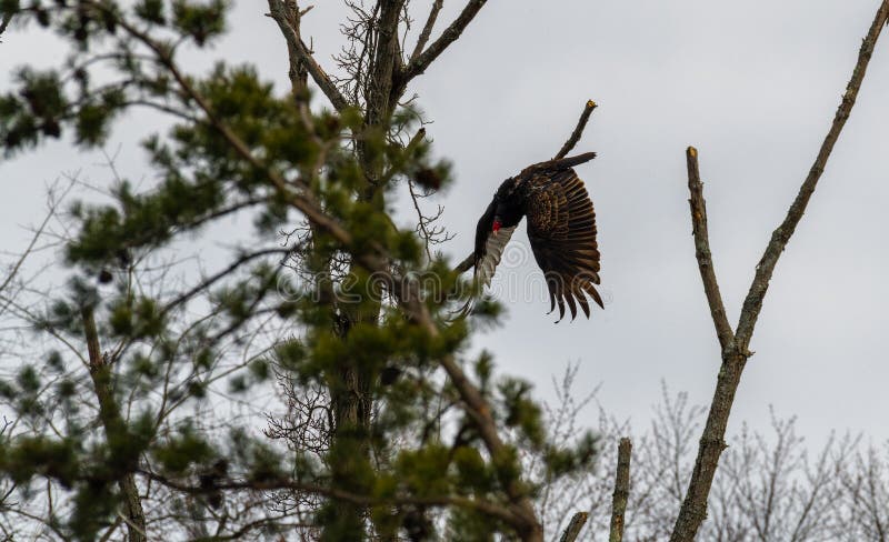 Great Blue Heron Flying Above Tree Stock Image - Image of animal, great ...