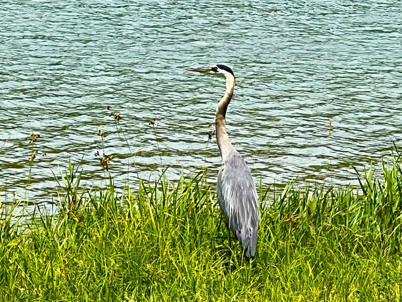 The Great Blue Heron stock photo. Image of natural, forest - 251330738
