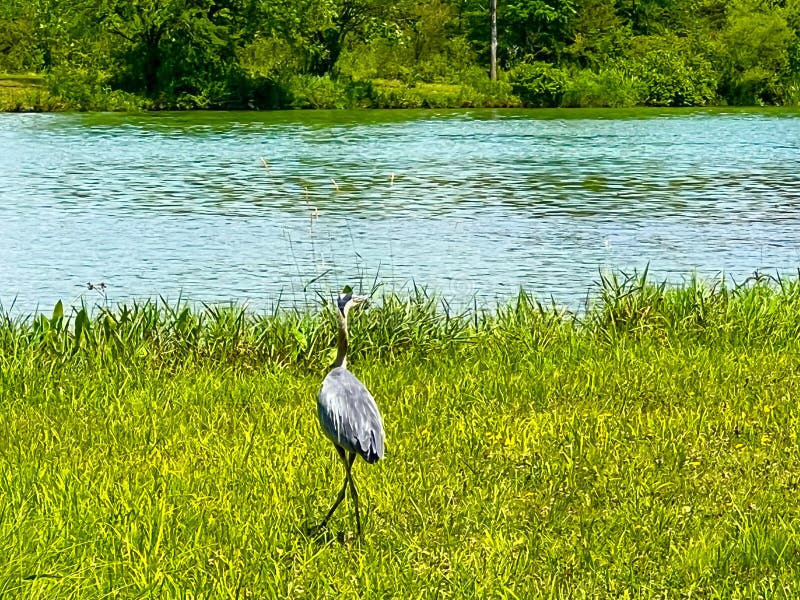 The Great Blue Heron stock photo. Image of july, lake - 251330744