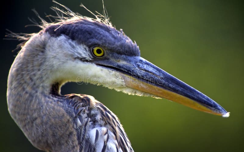 Great Blue Heron Head Shot stock photo. Image of pruning - 691038