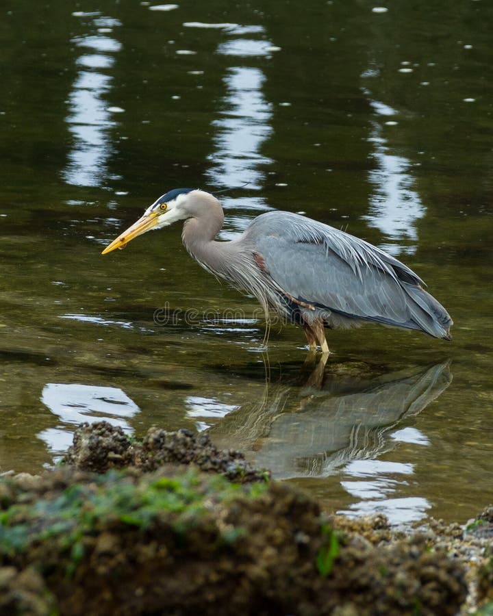 Great Blue Heron Hunting for Prey Stock Photo - Image of ocean, water ...