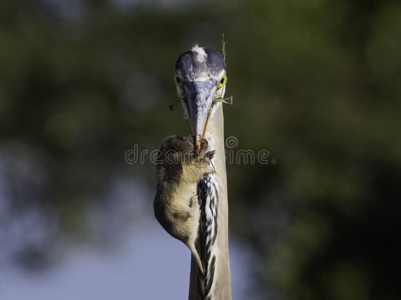 A Great Blue Heron Hunting Gophers on the Grass Stock Photo - Image of ...