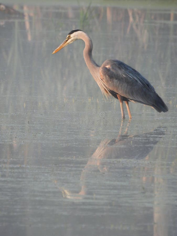 Great Blue Heron Hunting in Misty Morning Swamp Stock Image - Image of ...
