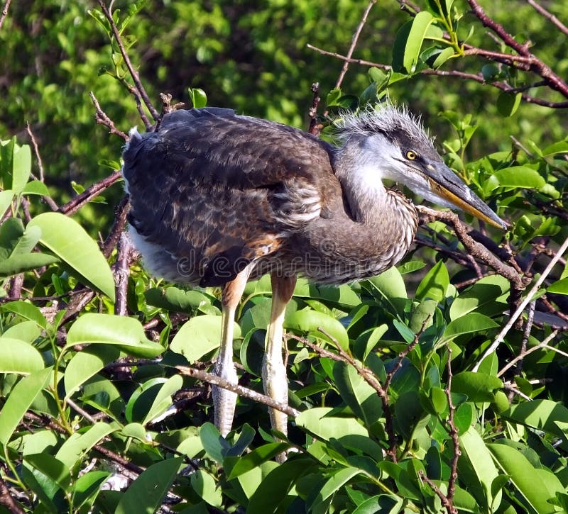 Great Blue Heron Juvenile (Ardea Herodias) Stock Image - Image of ...