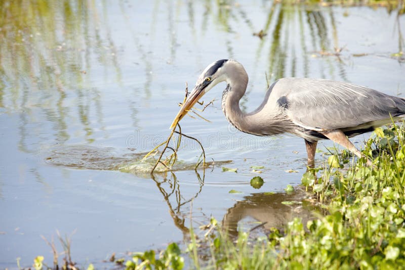 Blue Jay bird on limb stock photo. Image of horizontal - 17961134