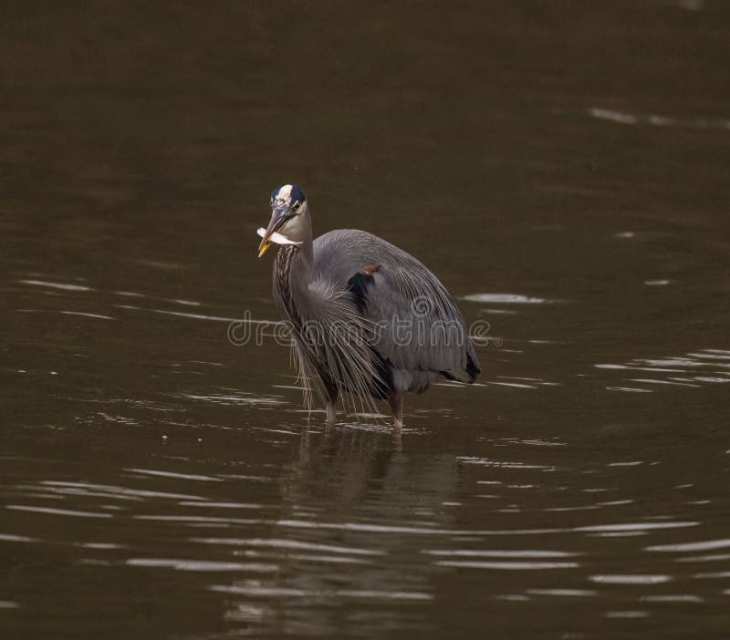 Great Blue Heron in the Lake Catching a Fish Stock Photo - Image of ...