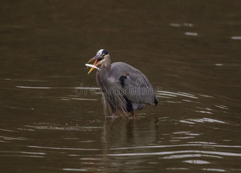 Great Blue Heron in the Lake Catching a Fish Stock Photo - Image of ...