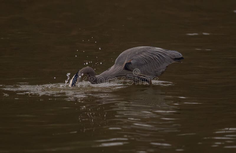 Great Blue Heron in the Lake Catching a Fish Stock Image - Image of ...