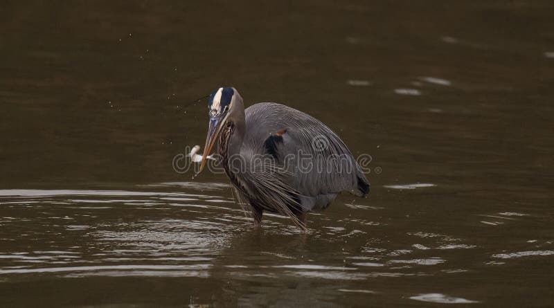 Great Blue Heron in the Lake Catching a Fish Stock Image - Image of ...