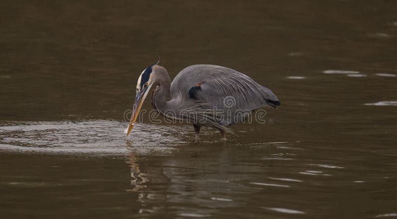 Great Blue Heron in the Lake Catching a Fish Stock Photo - Image of ...