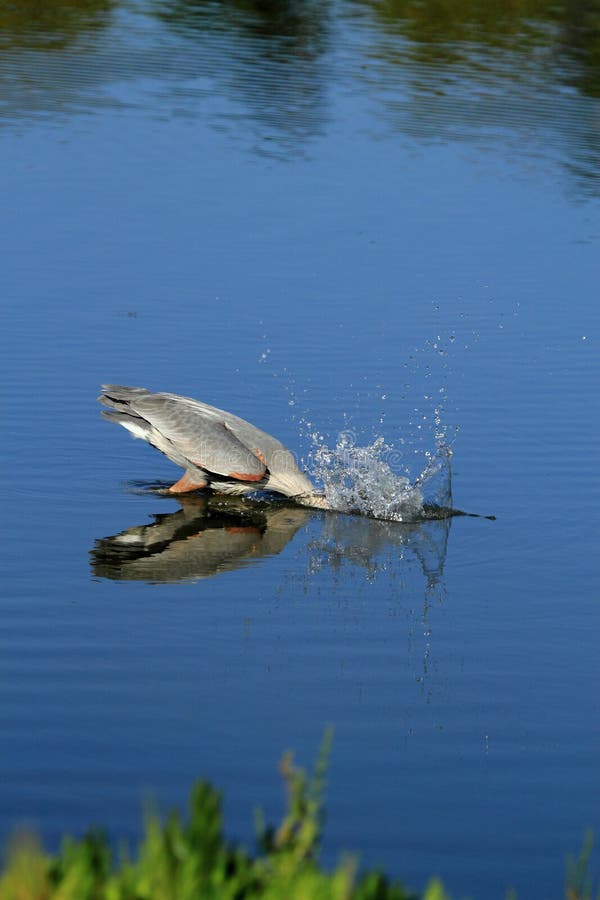 Great Blue Heron on lake stock image. Image of diving - 31105801