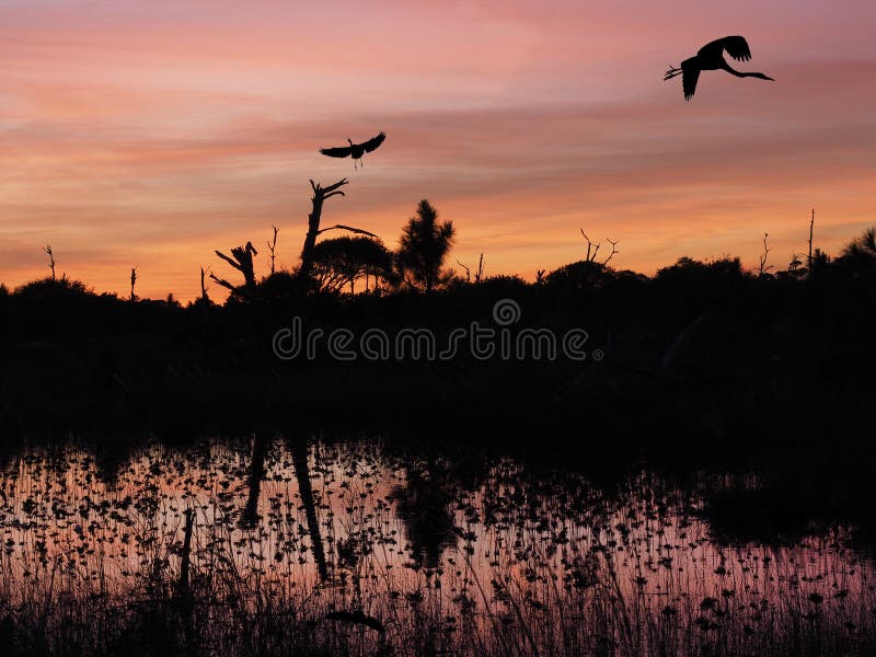 Floridsa Stock Photos - Free & Royalty-Free Stock Photos from Dreamstime