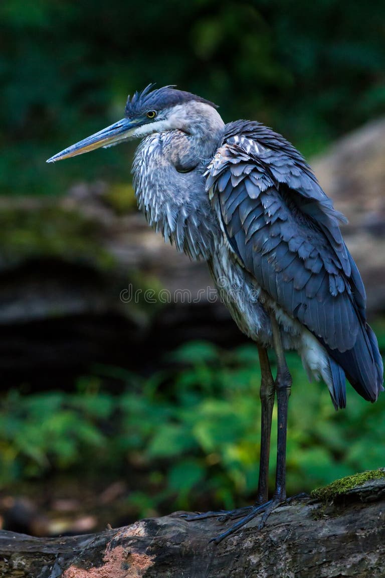 46,499 Log Blue Stock Photos - Free & Royalty-Free Stock Photos from ...