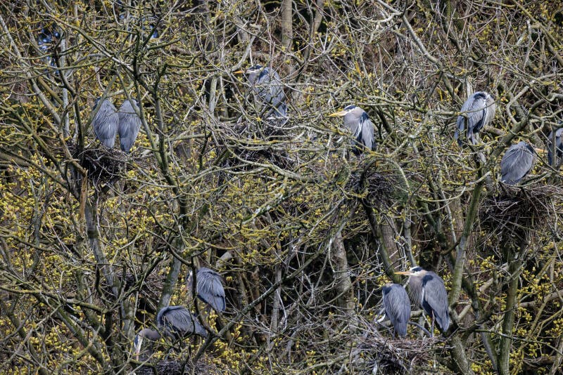 Great blue heron nesting stock photo. Image of wildlife - 318909198