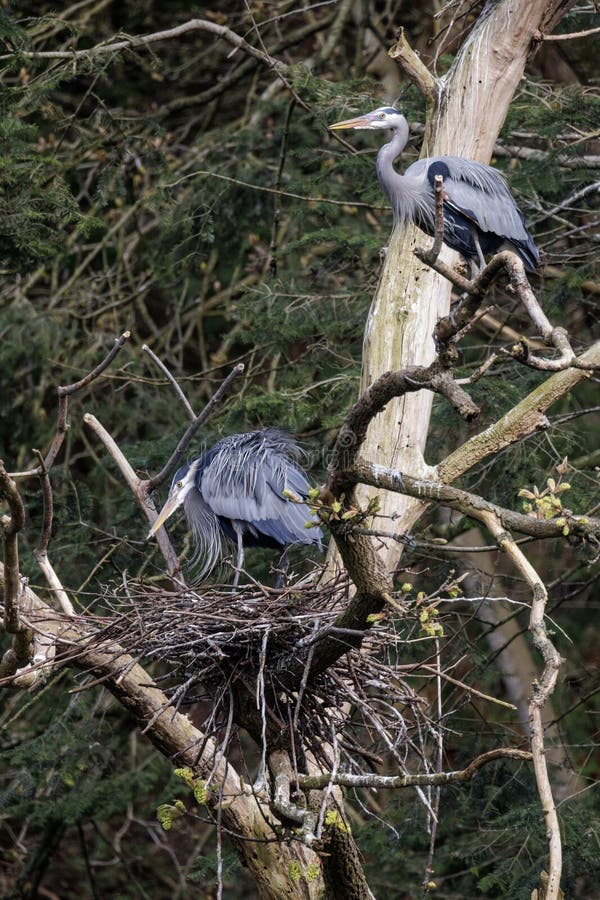 Great blue heron nesting stock photo. Image of heron - 318909212